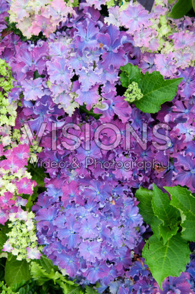 Hydrangea macrophylla Curly® Sparkle Blue | Visions Pictures
