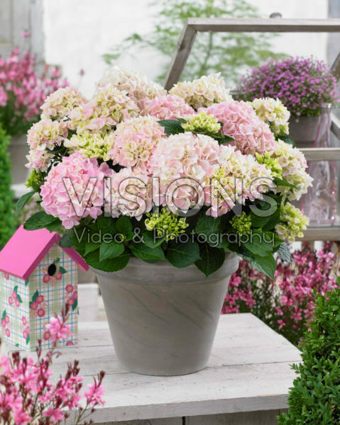 Hydrangea macrophylla Soft Pink Salsa ® | Visions Pictures