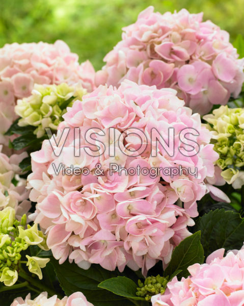 Hydrangea macrophylla Soft Pink Salsa ® | Visions Pictures