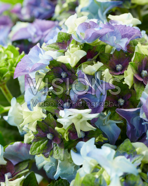 Hydrangea macrophylla Lady Mata Hari® Blue | Visions Pictures
