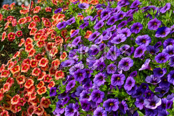 Calibrachoa Conga™ Blue, Orange Star | Visions Pictures