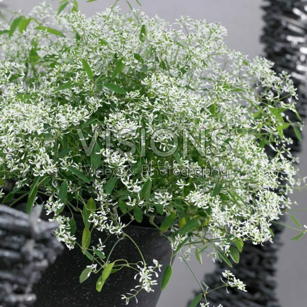 Euphorbia Breathless White